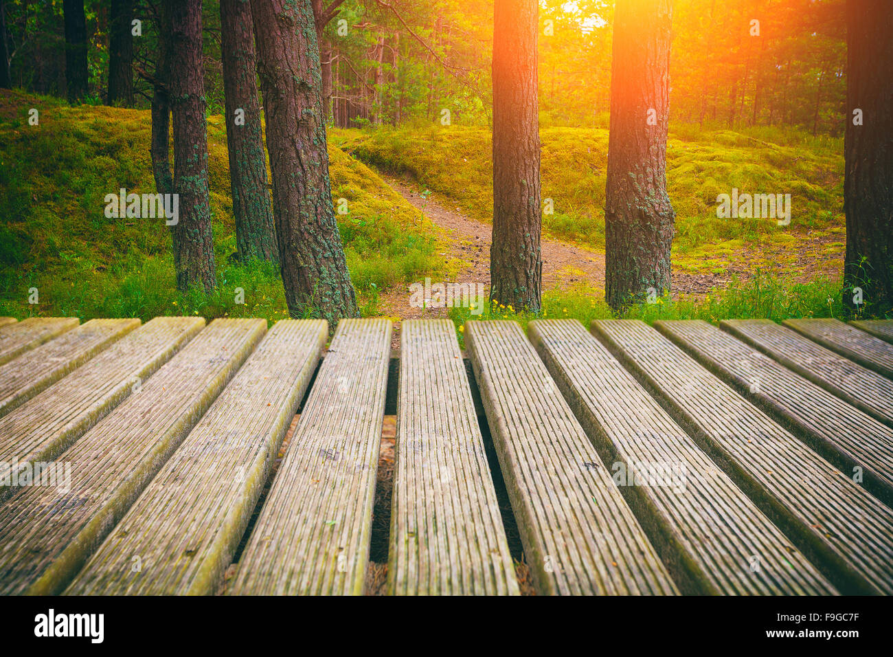 wooden walkway in the forest Stock Photo - Alamy