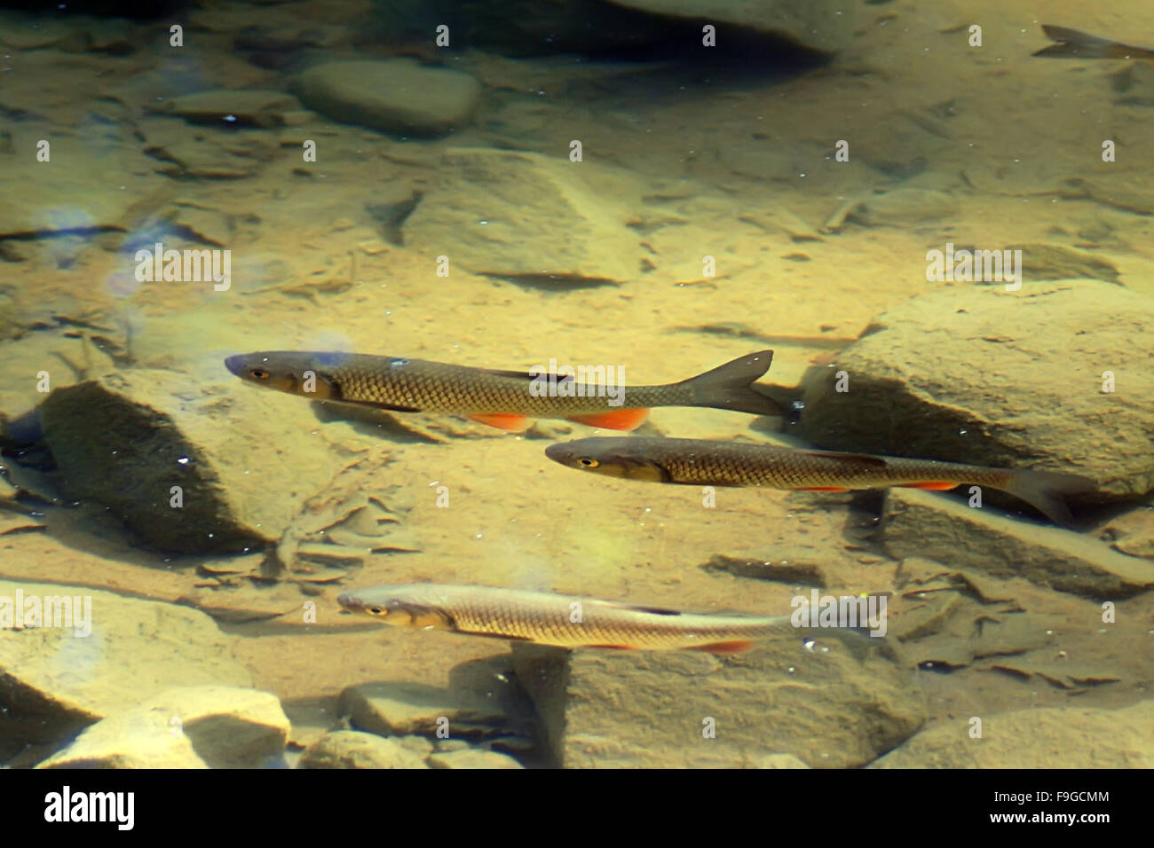 Dace fish hi-res stock photography and images - Alamy