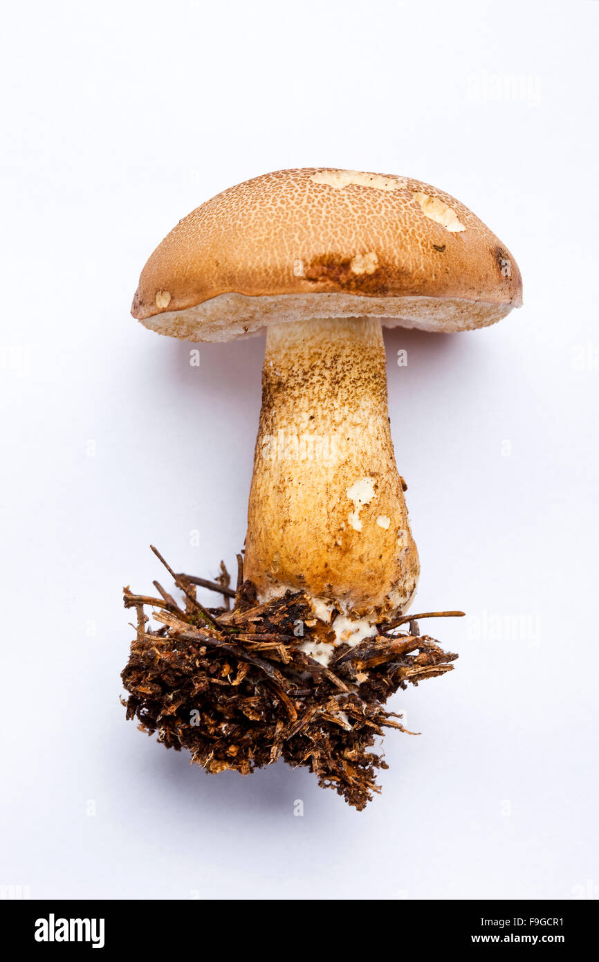 Bitter bolete mushrooms hi-res stock photography and images - Alamy