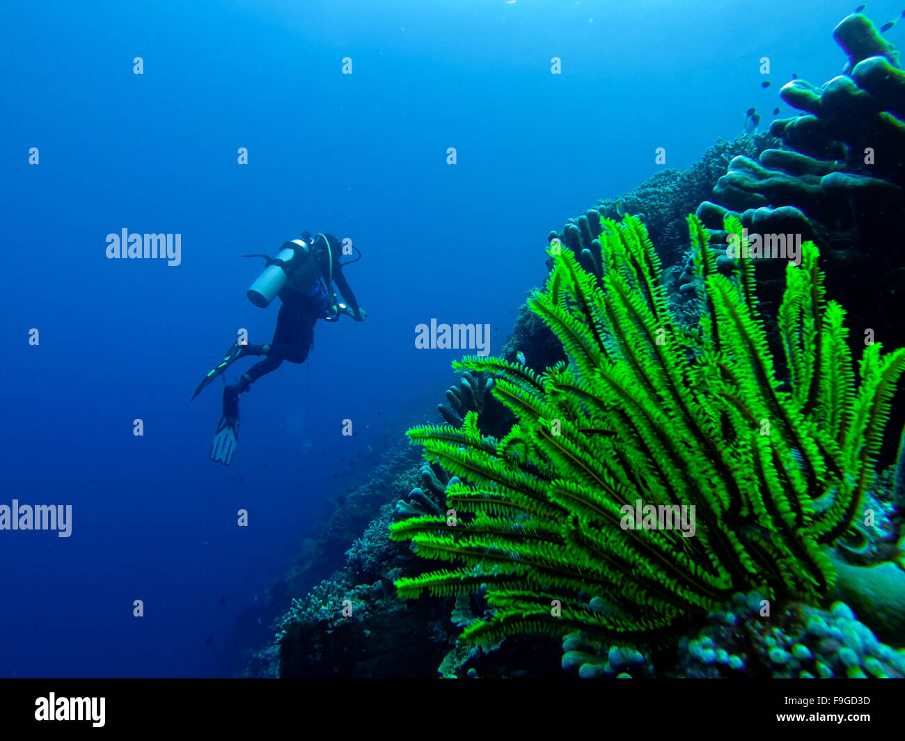 Very Bright green underwater Coral Plant in front of a diver Stock ...