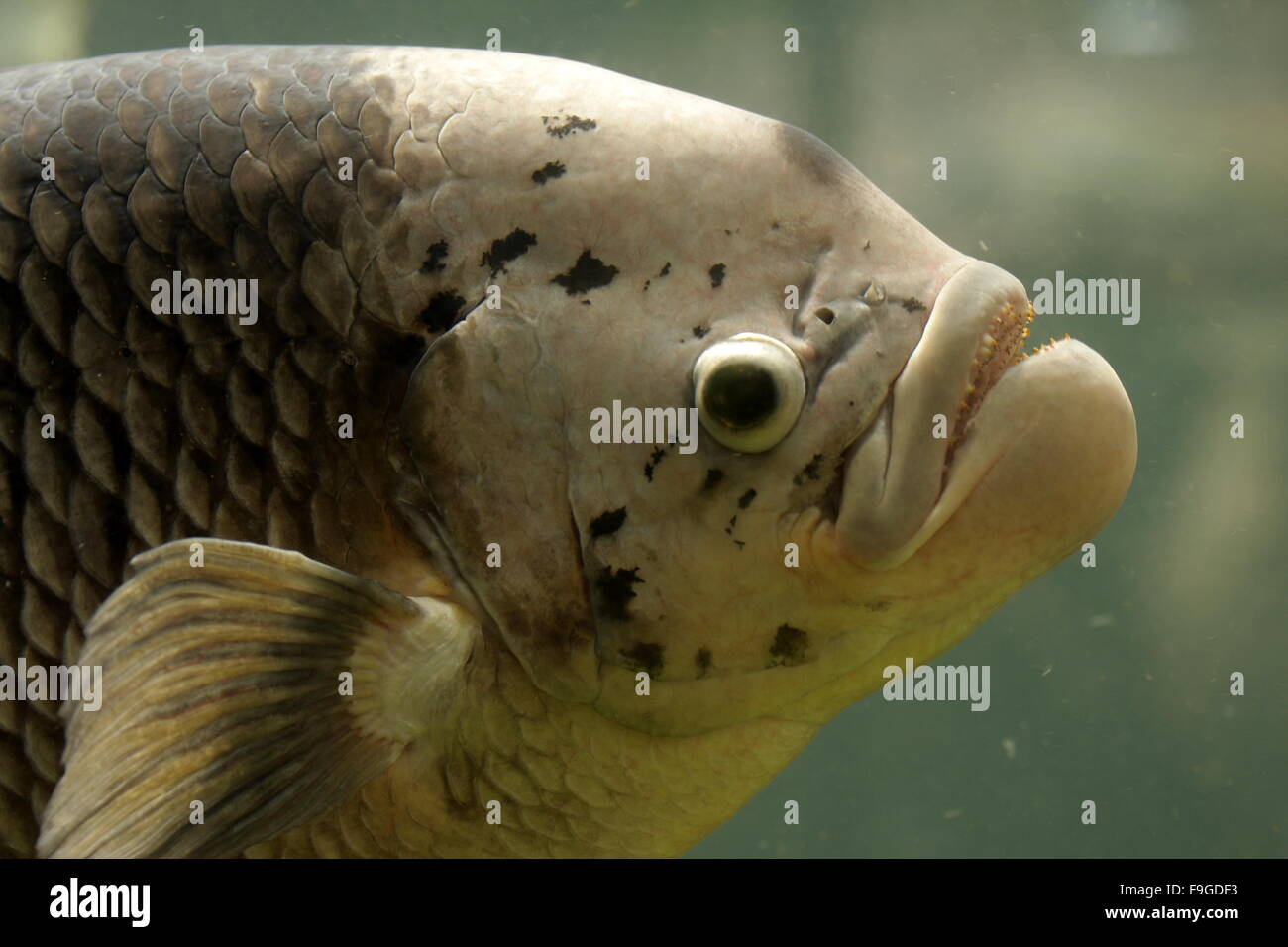 Piranha pirana hi-res stock photography and images - Alamy