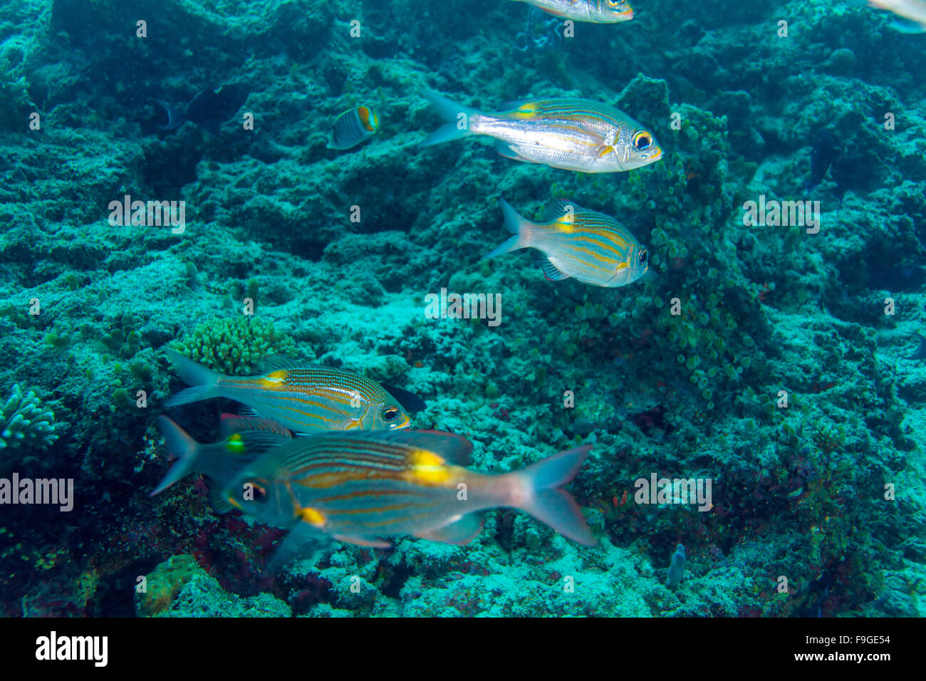 School of Yellow striped silver Fishes, Maldives Stock Photo - Alamy