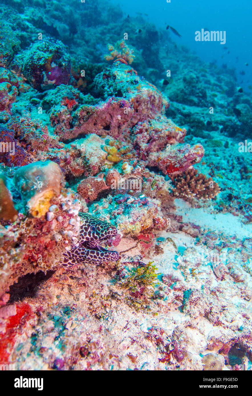 The laced moray (gymnothorax favagineus), Maldives Stock Photo - Alamy