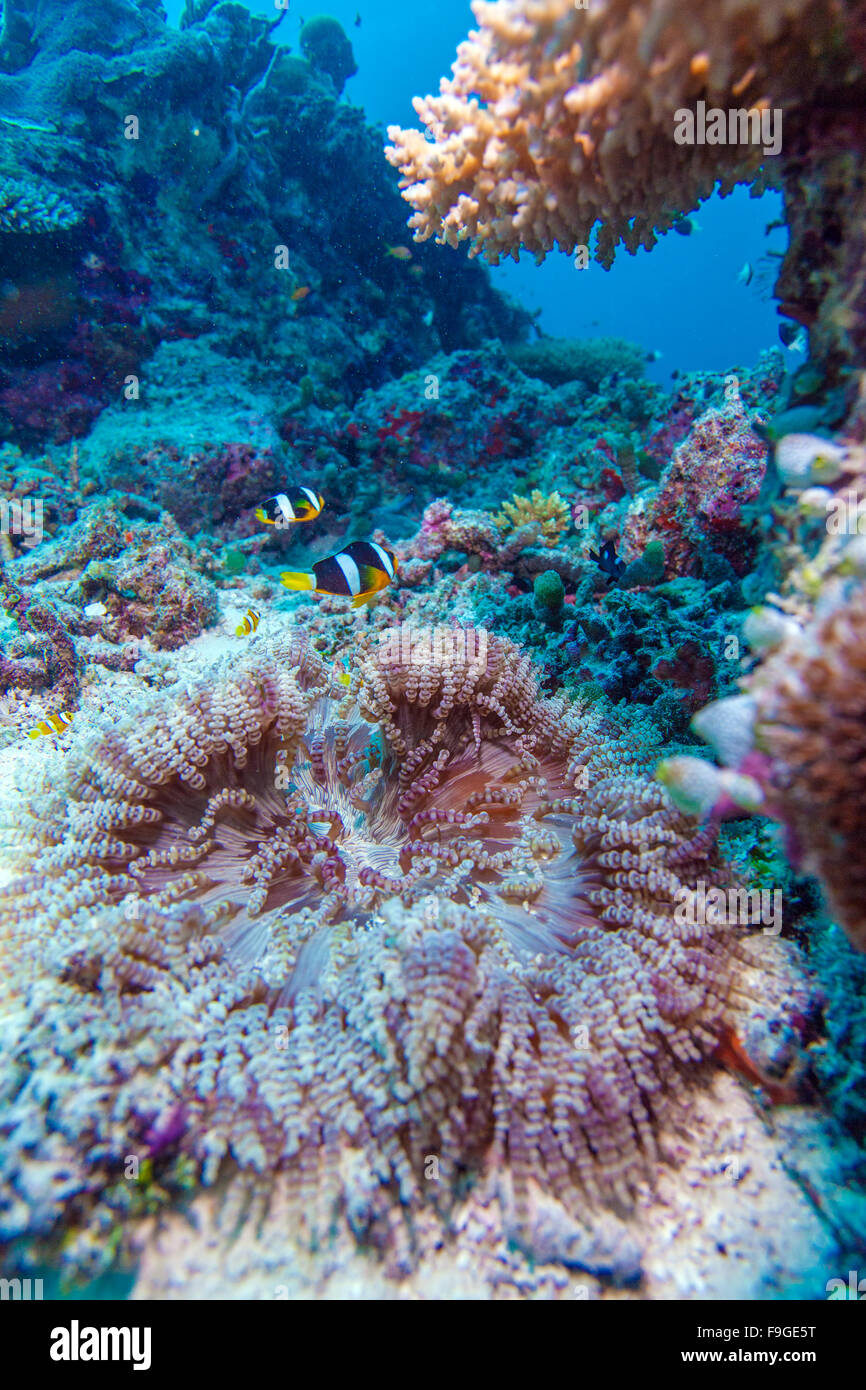 Yellowtail clownfish (Amphiprion clarkii) with sea anemone, Maldives ...