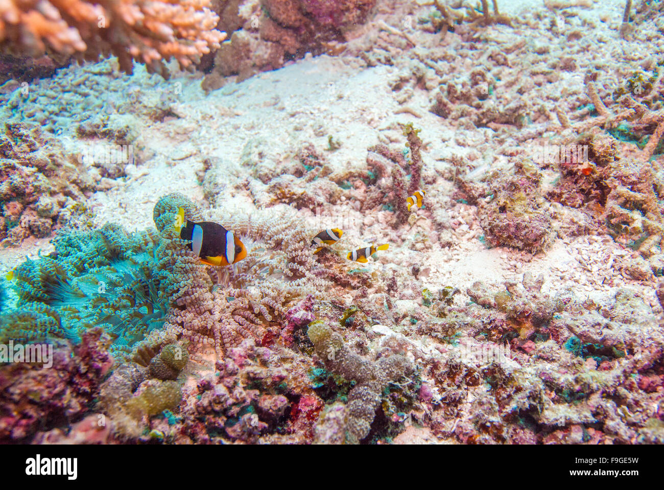 Yellowtail clownfish (Amphiprion clarkii) with sea anemone, Maldives ...