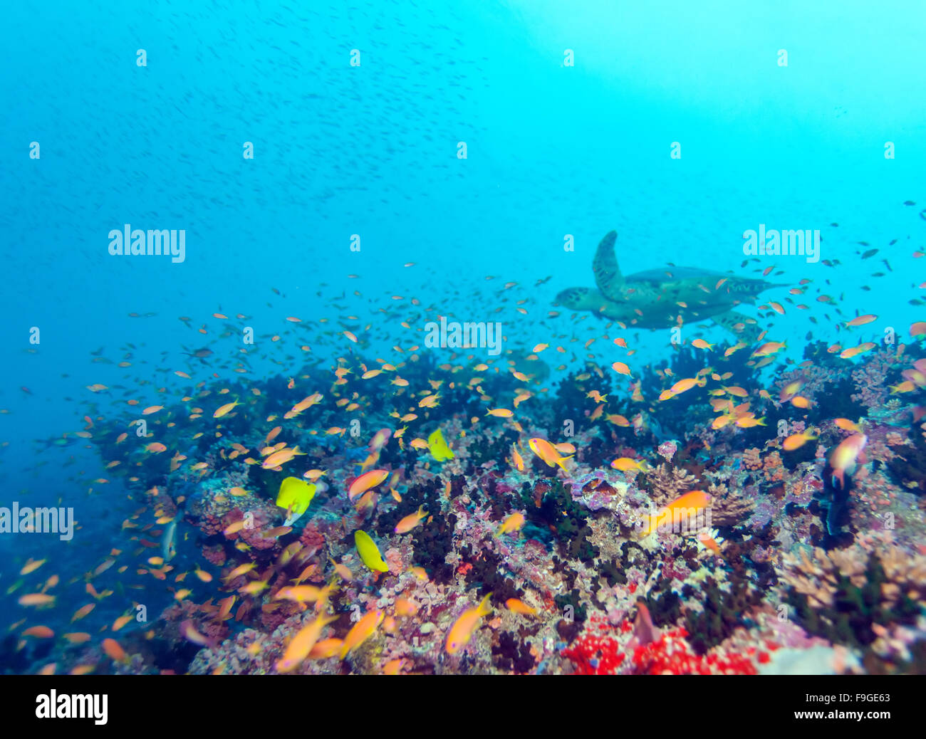 Deep Water Coral Reef, Maldives Stock Photo - Alamy