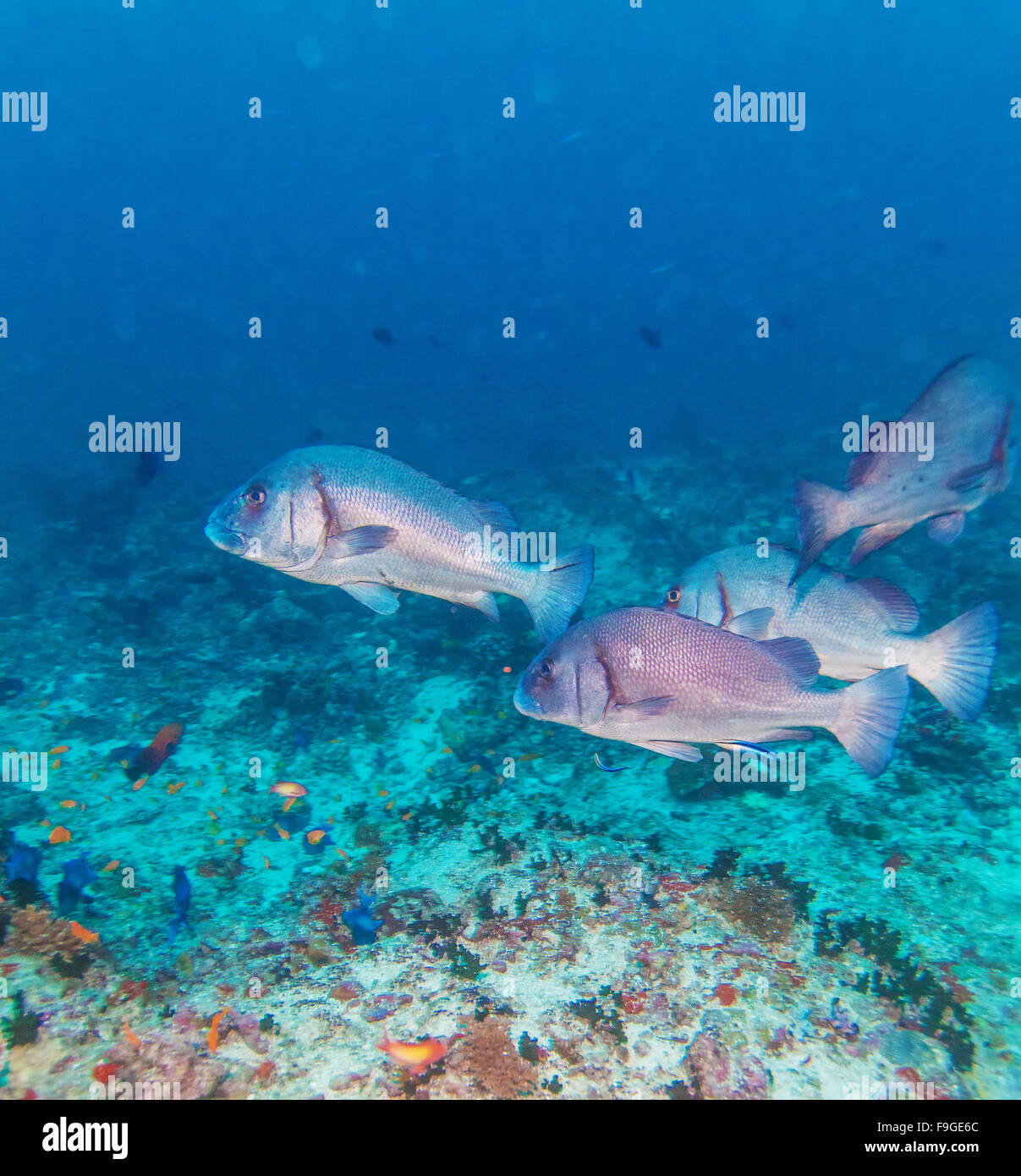 Group of Gibbus sweetlips (Plectorhinchus gibbosus) Fishes, Maldives ...