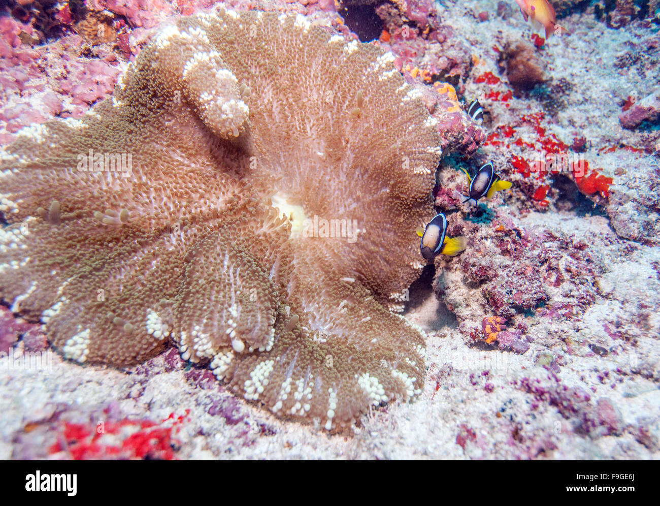 Yellowtail clownfish (Amphiprion clarkii) with sea anemone, Maldives ...