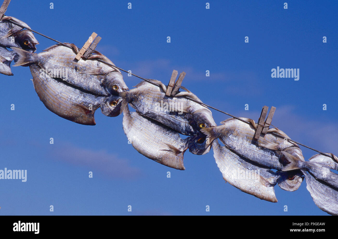 Drying of Fish Stock Photo - Alamy