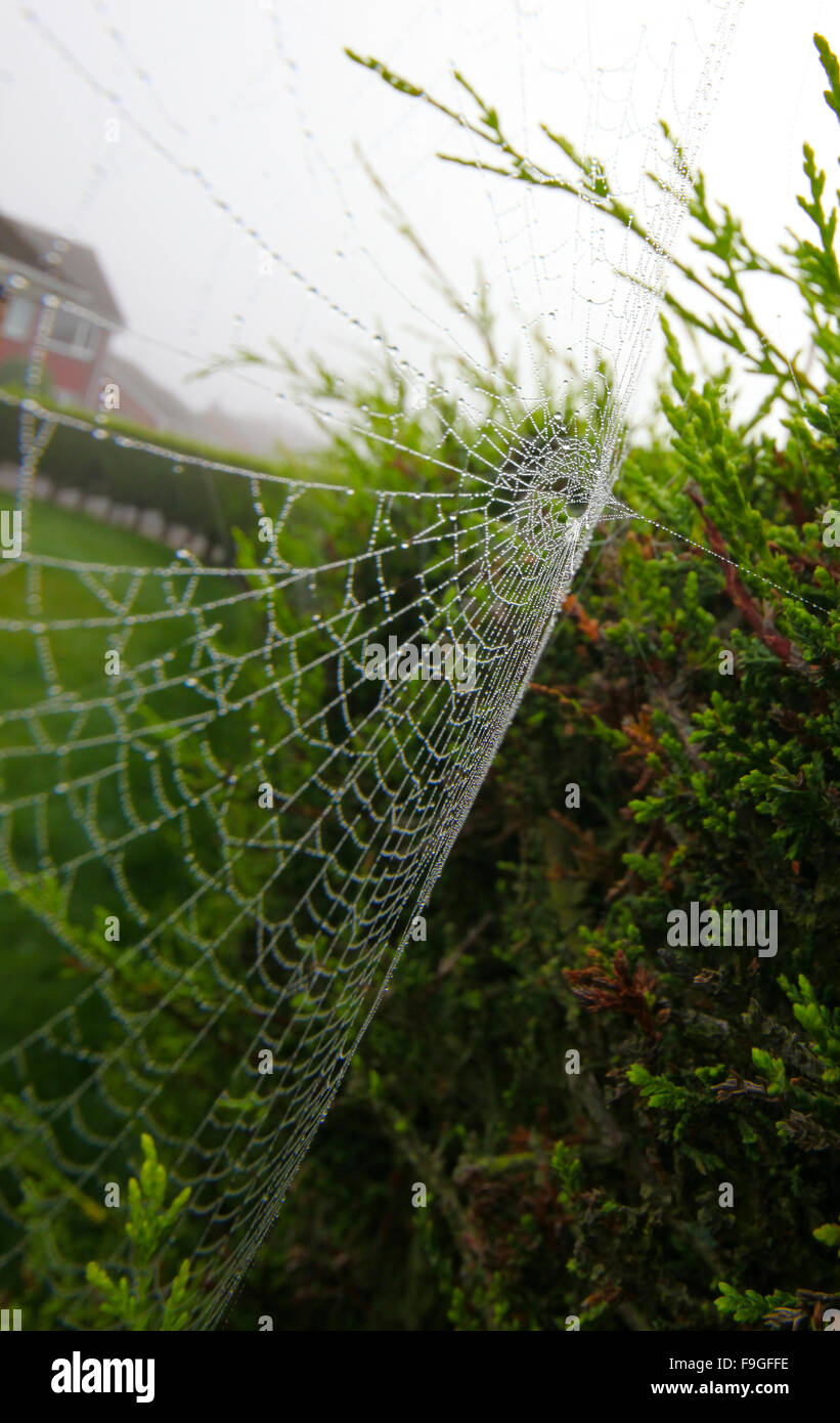 Spider web, trap set, dew drops hanging, misty morning, repair the ...