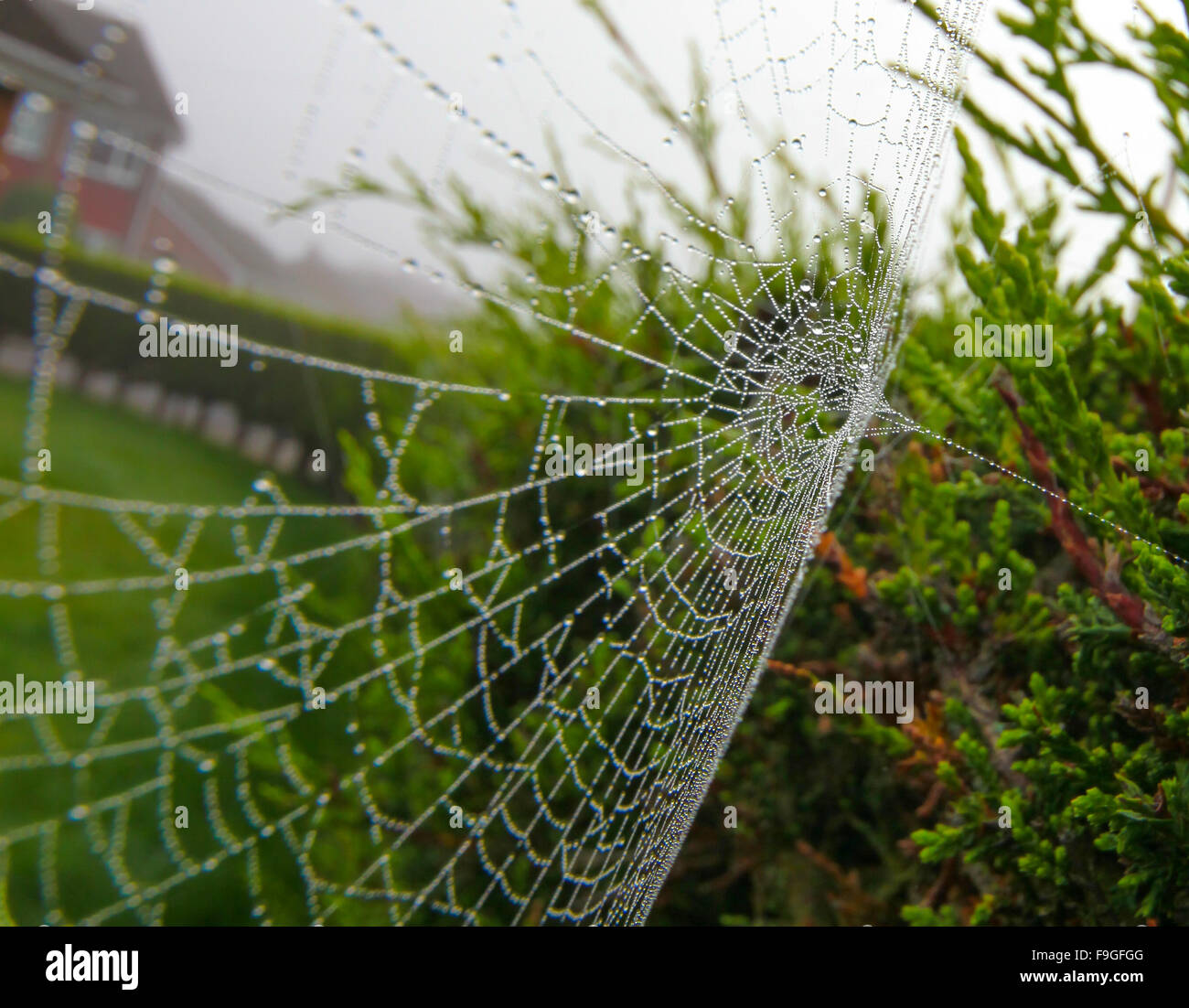 Spider web, trap set, dew drops hanging, misty morning, repair the ...