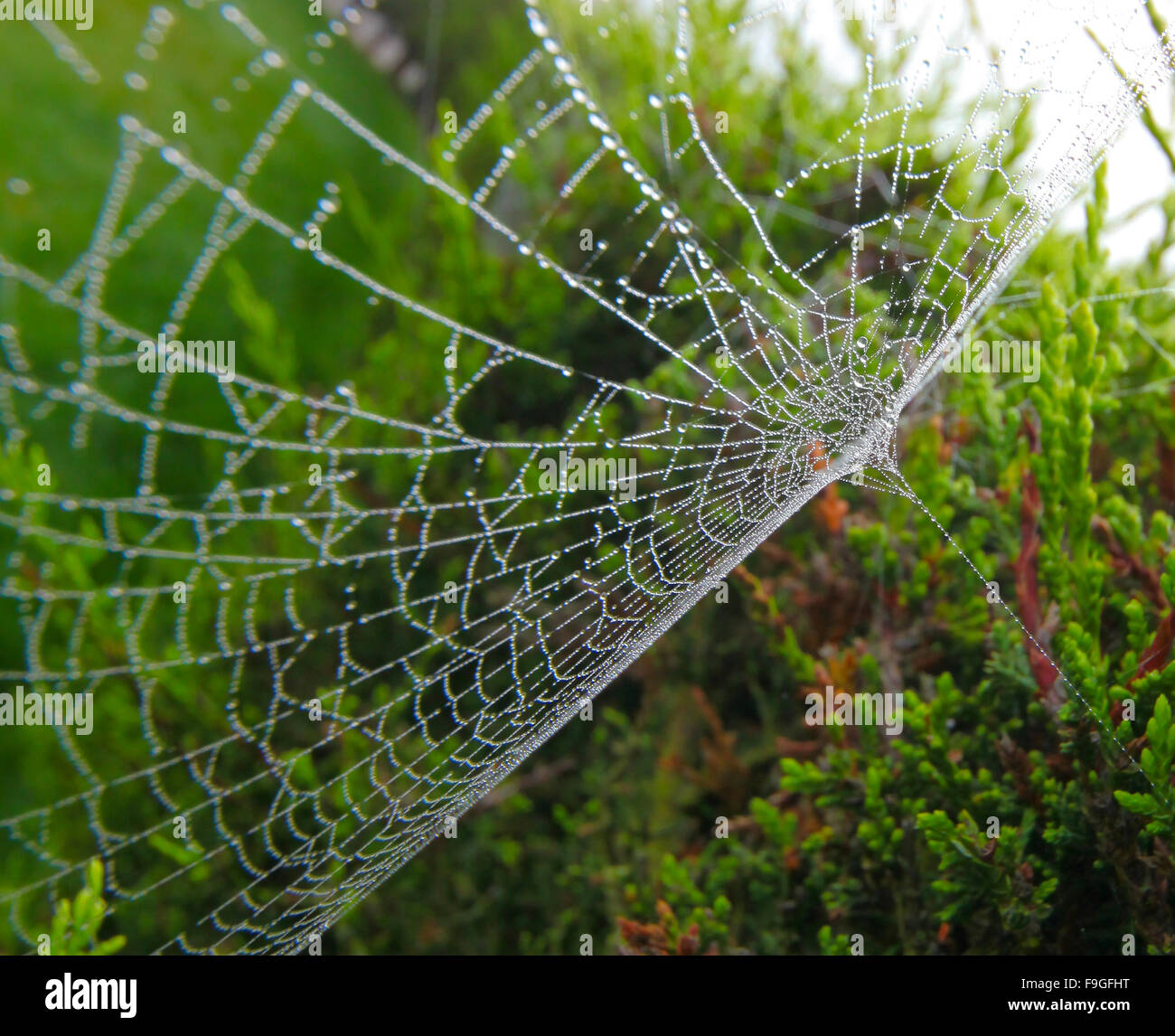 Spider web, trap set, dew drops hanging, misty morning, repair the ...