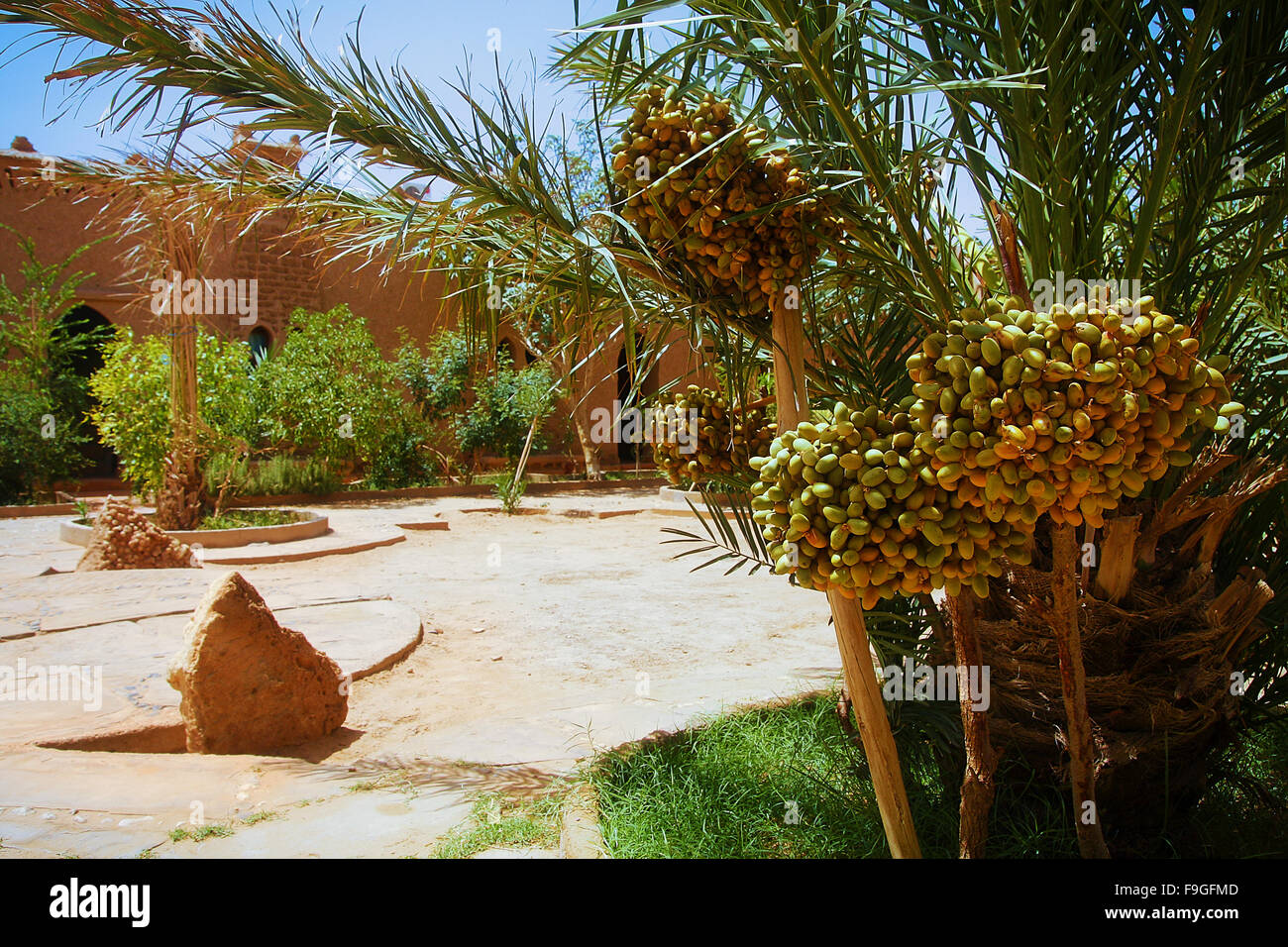 Beautiful moroccan garden date palm hi-res stock photography and images ...