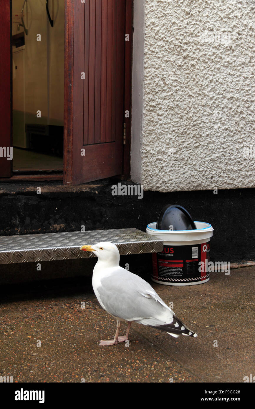 Seagull waiting by the back door of a fish and chip shop, Lerwick ...