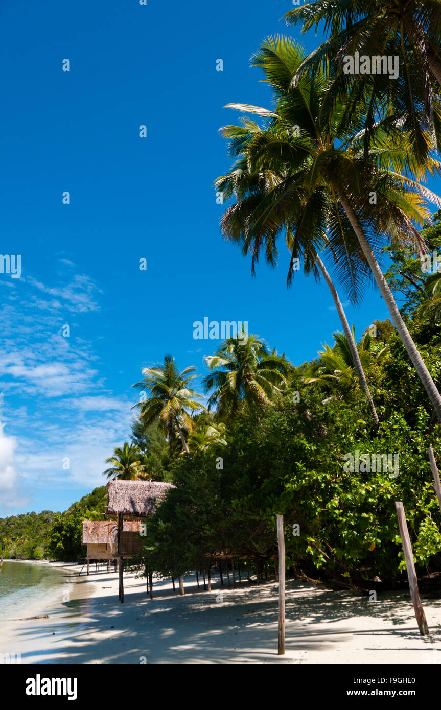 Nipa palm trees hi-res stock photography and images - Alamy