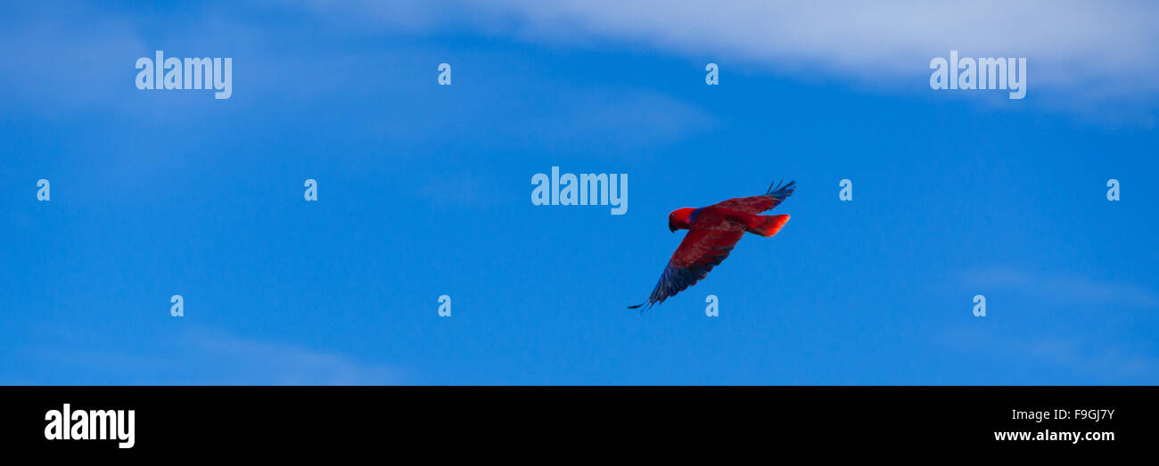 Red Bird parrot Gliding Freely in the clear blue sky Stock Photo - Alamy