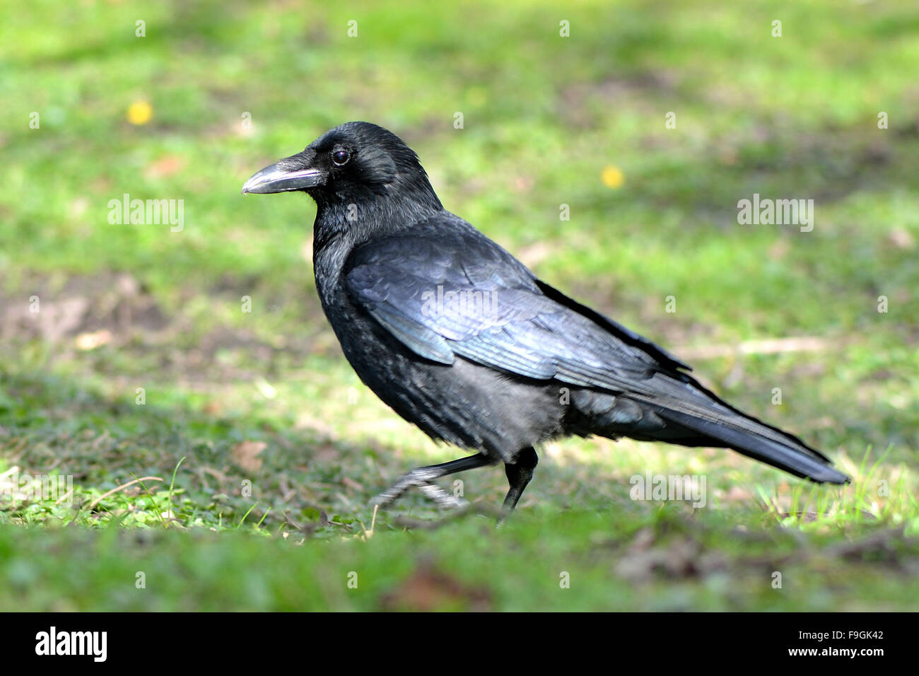 Carrion crow (Corvus corone) profile with glossy feathers. A handsome ...