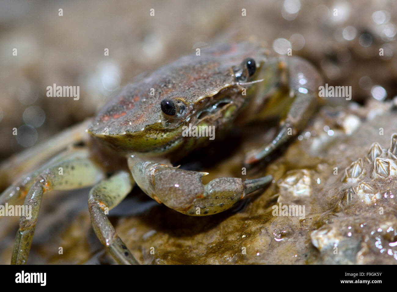 Shore crab (Carcinus maenas). A shore crab, or green crab, shown on a ...
