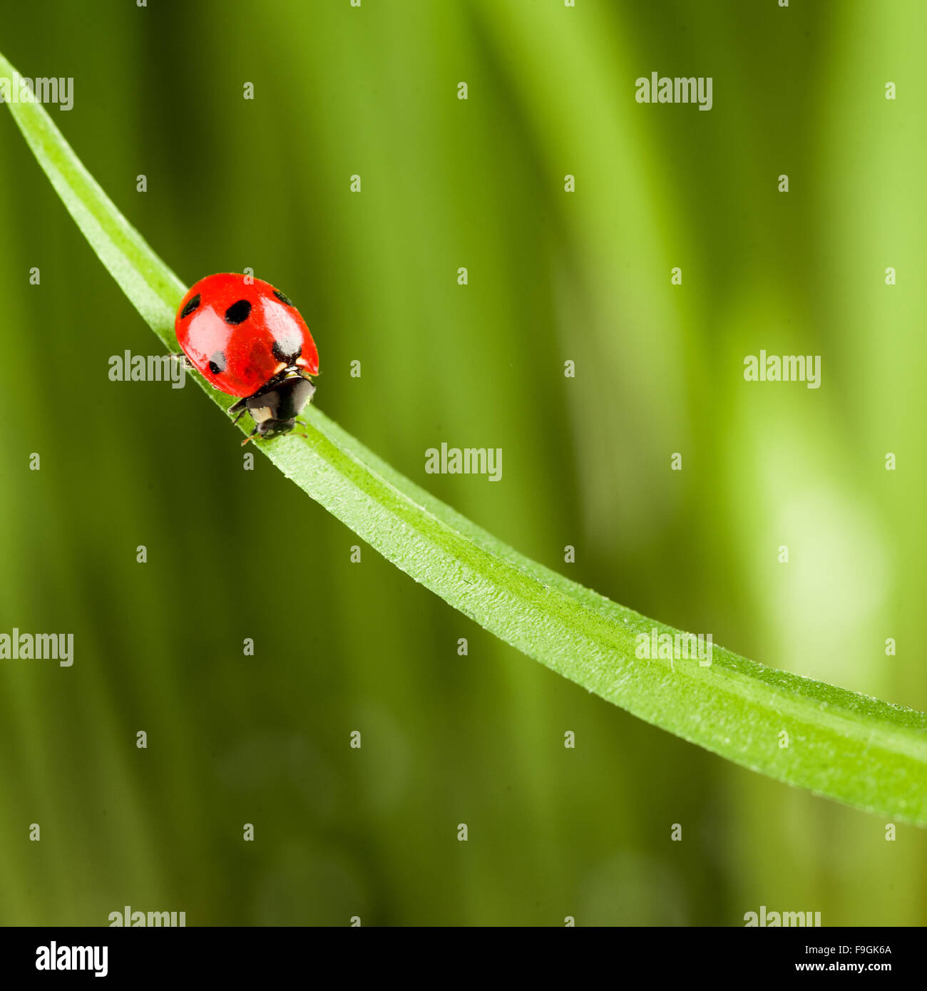 Ladybug running along on blade of green grass Stock Photo - Alamy