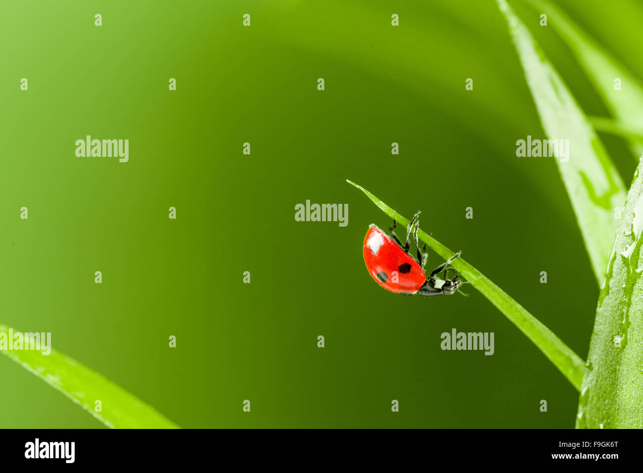 Ladybug running along on blade of green grass Stock Photo - Alamy