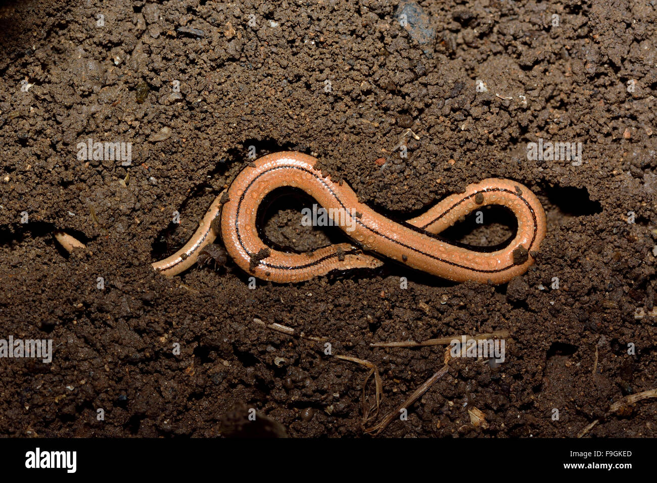 Slow worm (Anguis fragilis) in soil shaped like a figure of eight. A ...