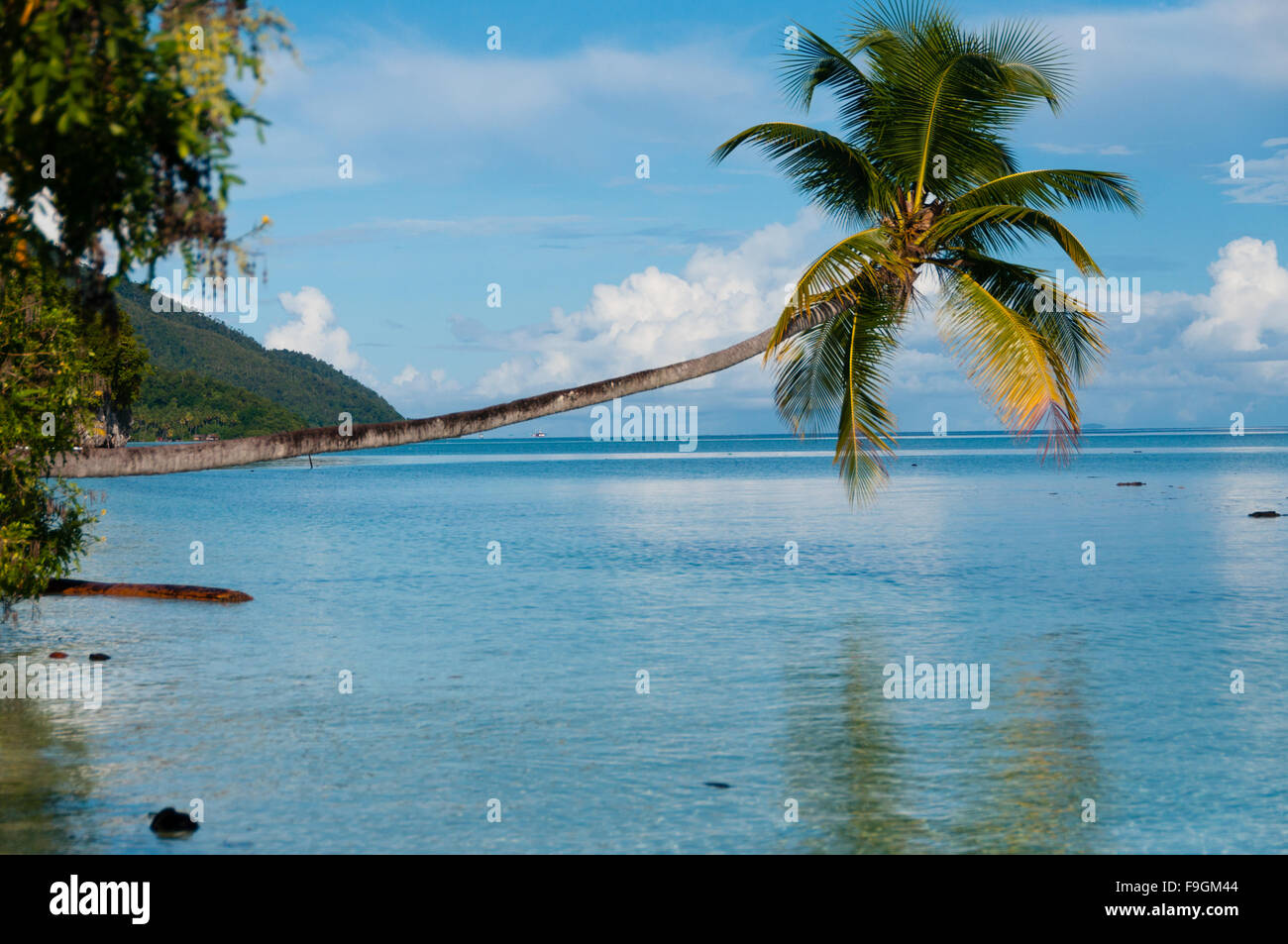 Fallen Coconut Tree hanging horizontal over The blue Ocean at a beach ...