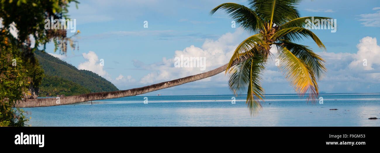 Fallen Coconut Tree hanging horizontal over The blue Ocean at a beach ...