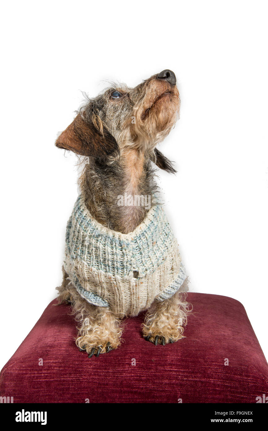 Animal Wearing Jumper High Resolution Stock Photography and Images - Alamy
