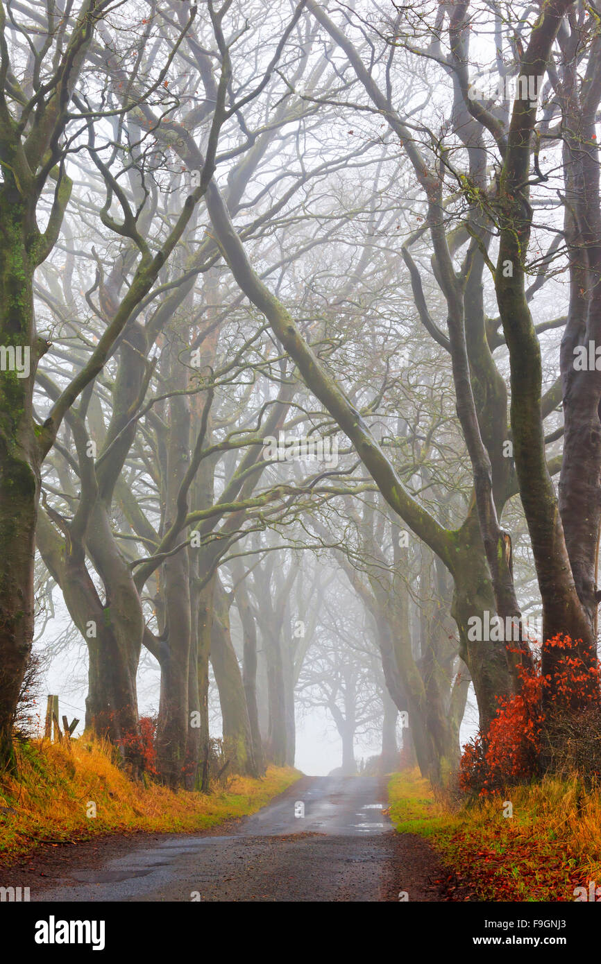 Country road with an avenue of bare trees in the winter, Scotland, UK ...