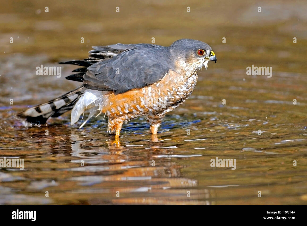 Sharp shinned hawk hi-res stock photography and images - Alamy