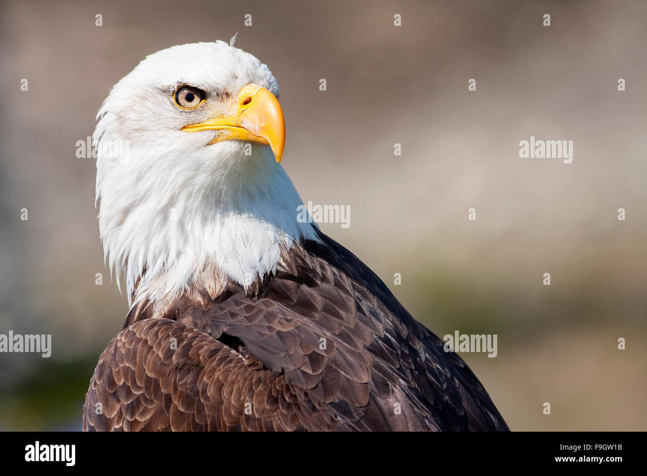 Portrait of a bald eagle in Vancouver, Canada Stock Photo - Alamy
