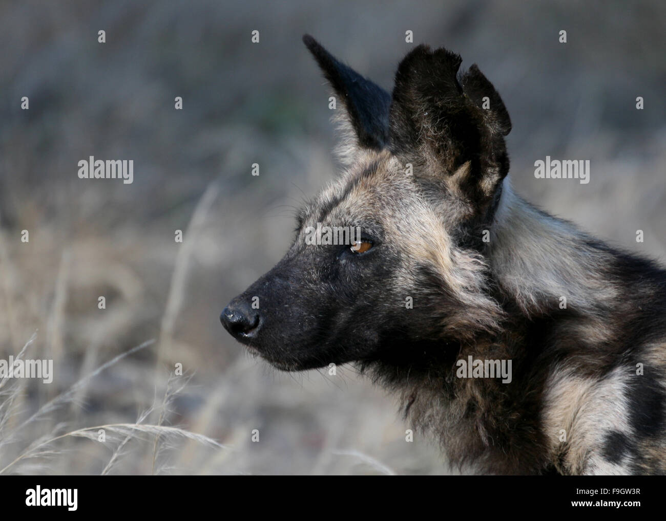 Wild Dog Head View with Ears Pricked Botswana Stock Photo - Alamy