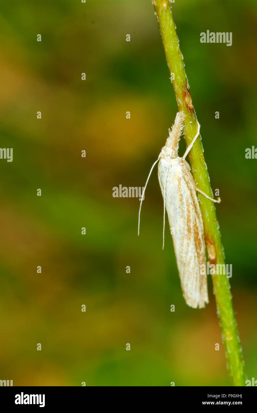 Grey moth sitting on the stem of plant Stock Photo - Alamy