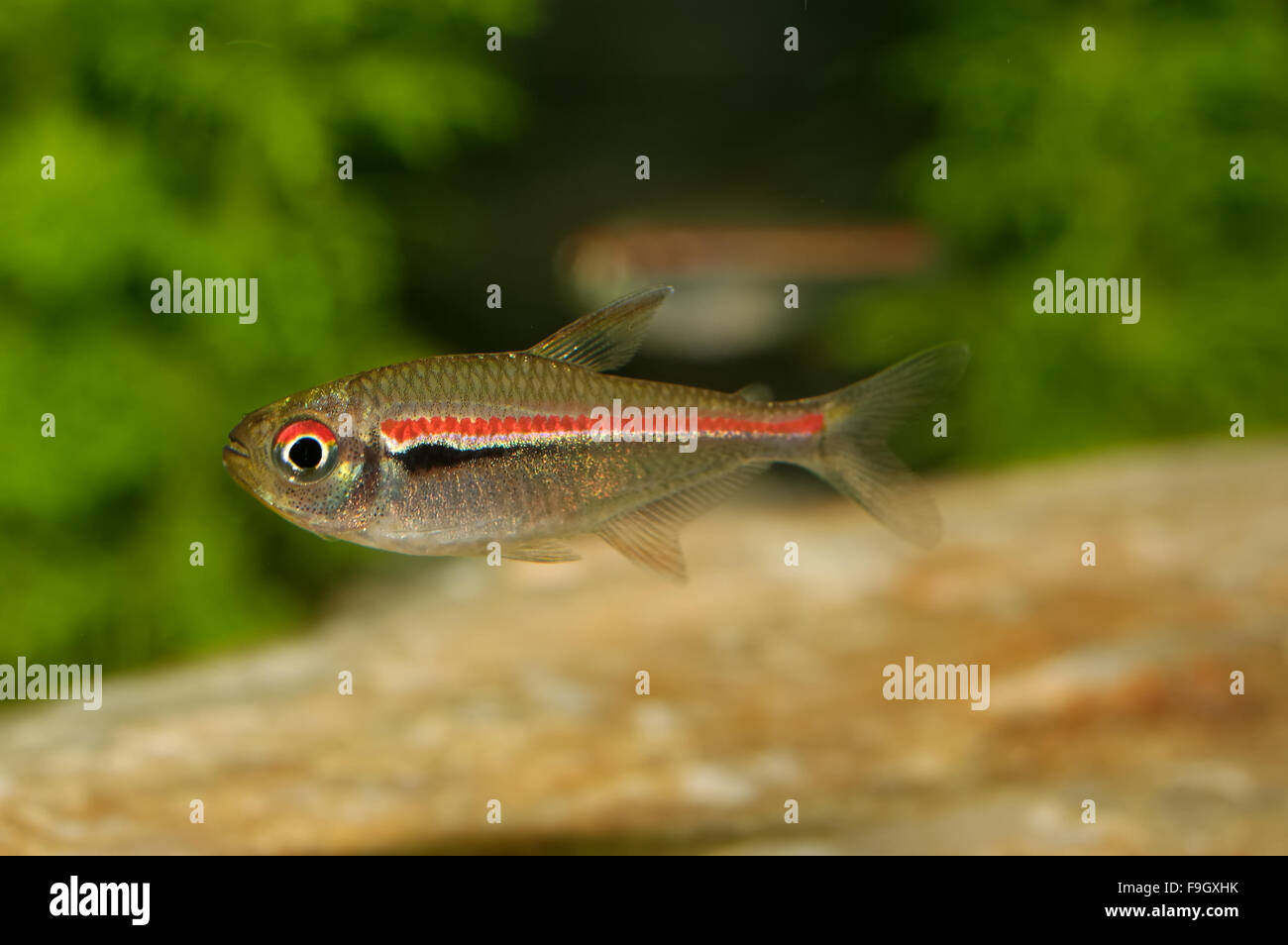 Tetra fish from the genus Hemigrammus in the aquarium Stock Photo - Alamy