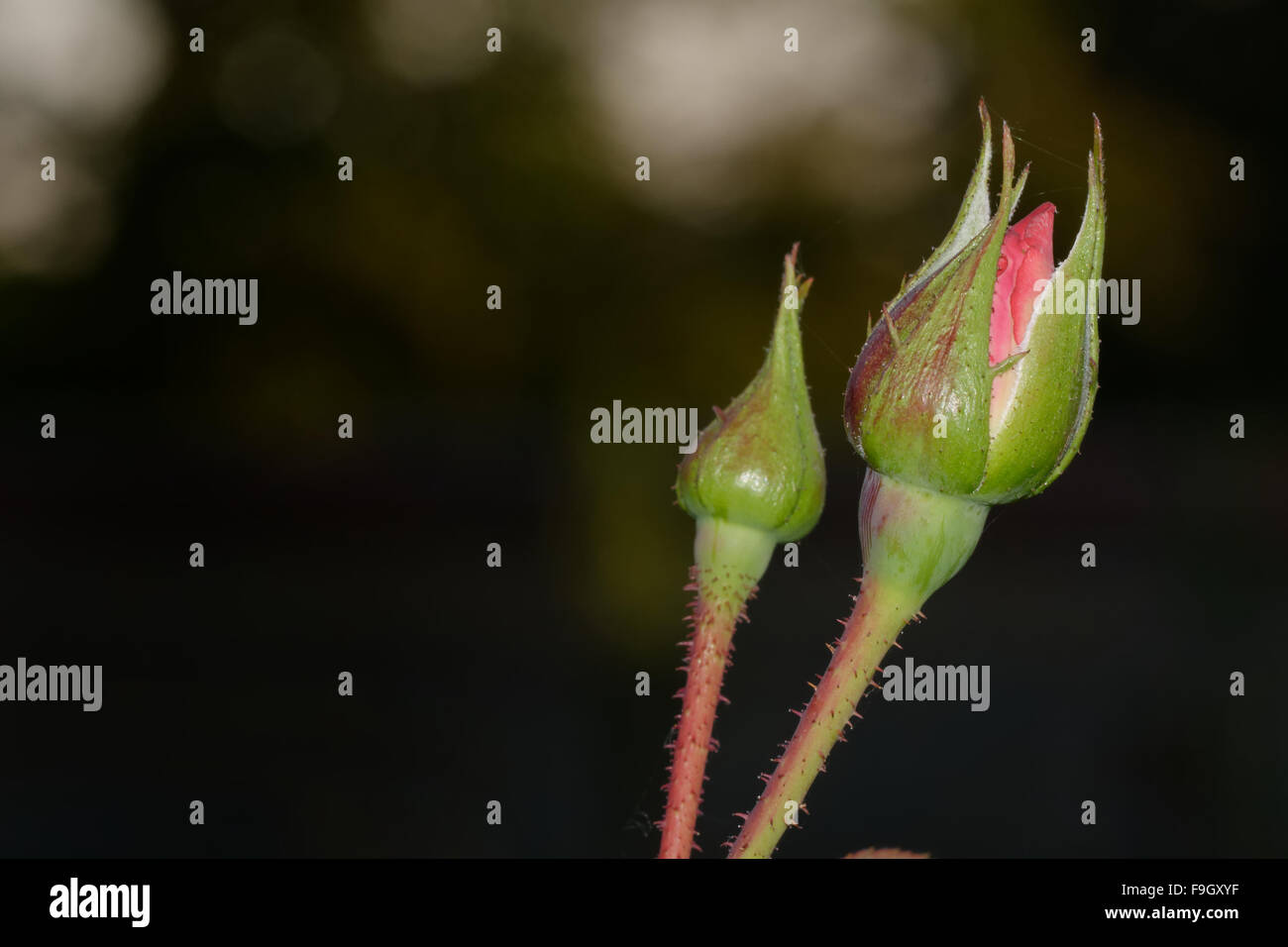 Two buds of roses on a dark background Stock Photo - Alamy