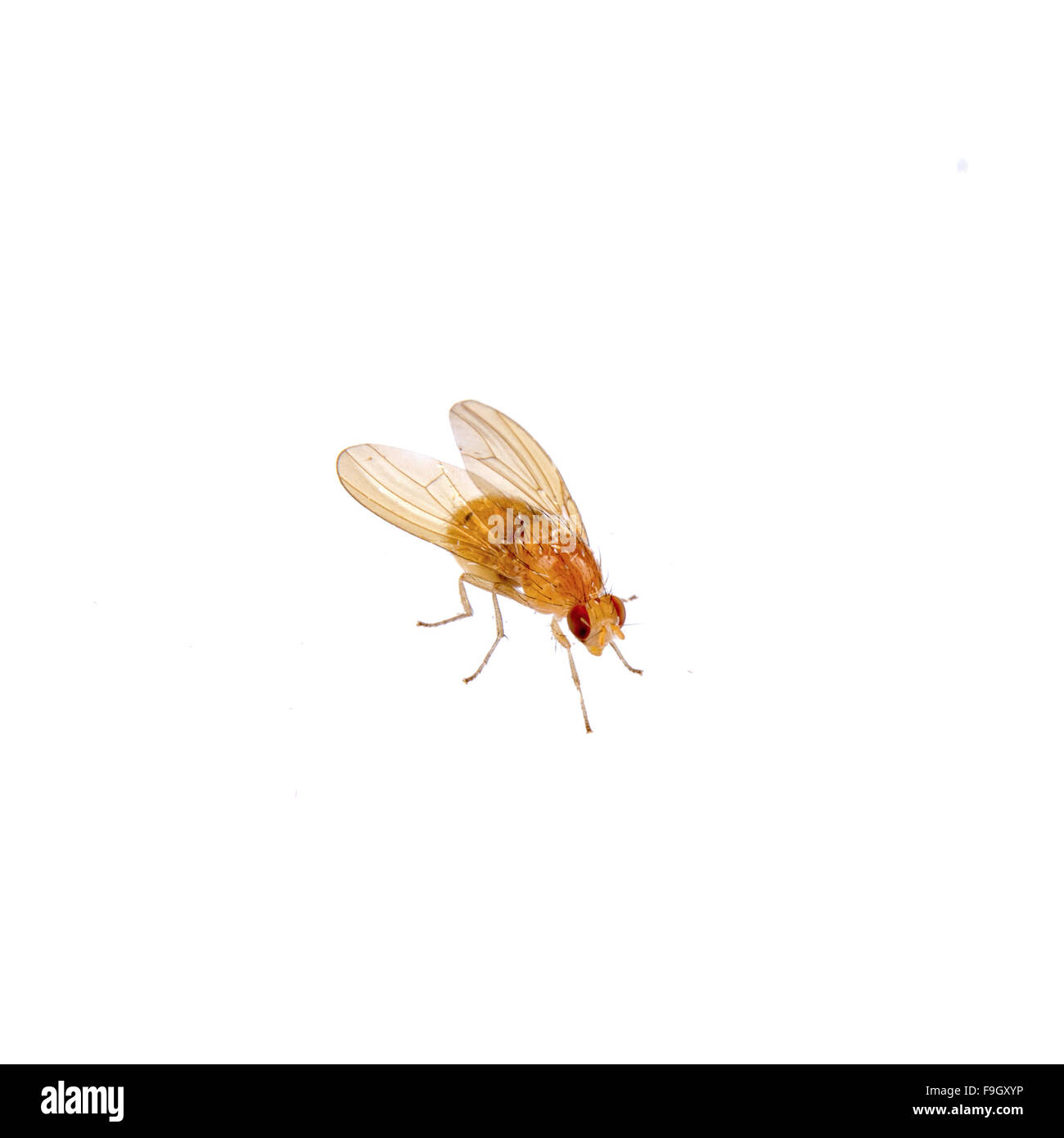 Beige fly isolated on a white background Stock Photo - Alamy