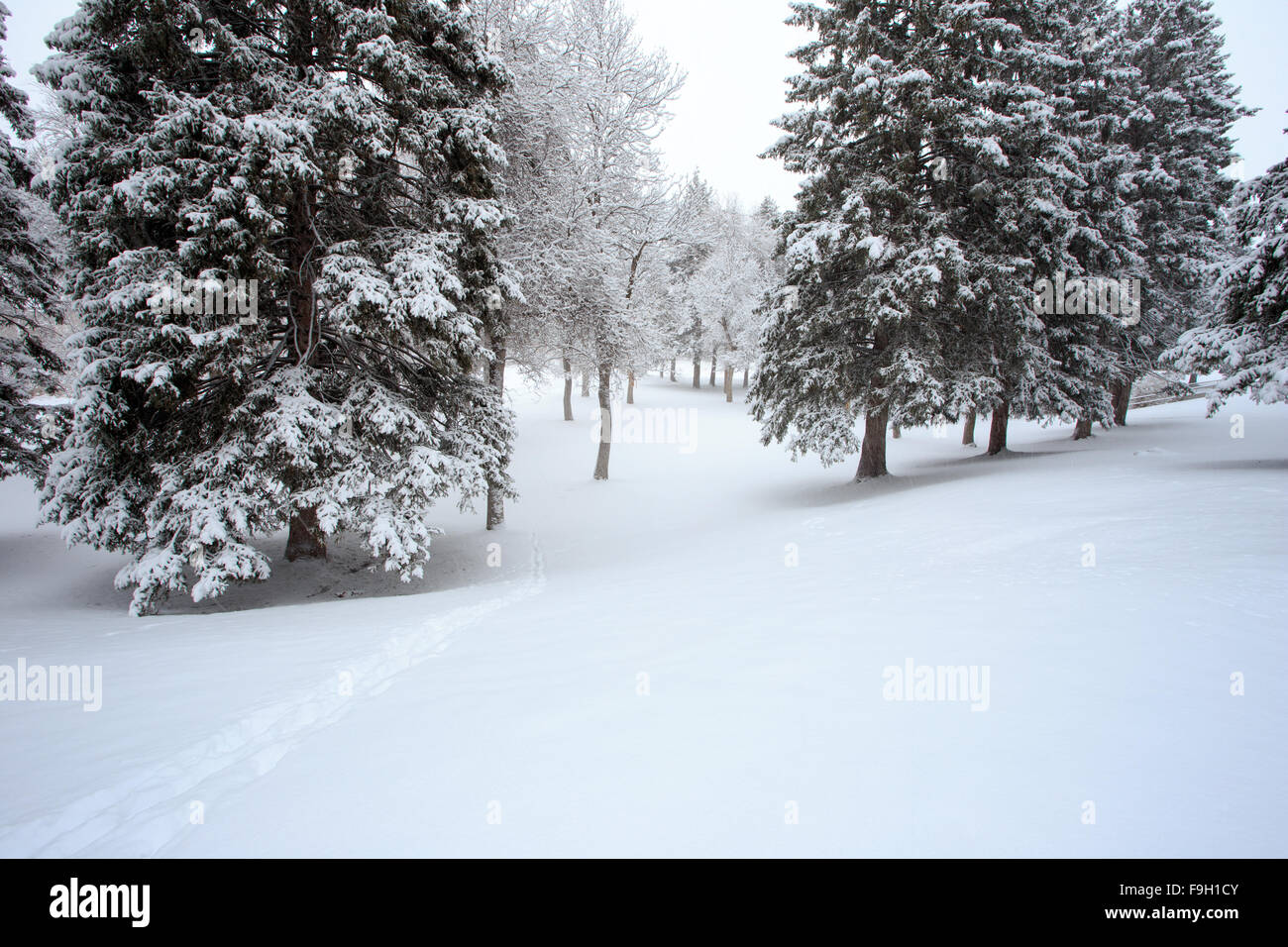 Snow covered trees and forest at Lindley Park in Bozeman, Montana Stock ...