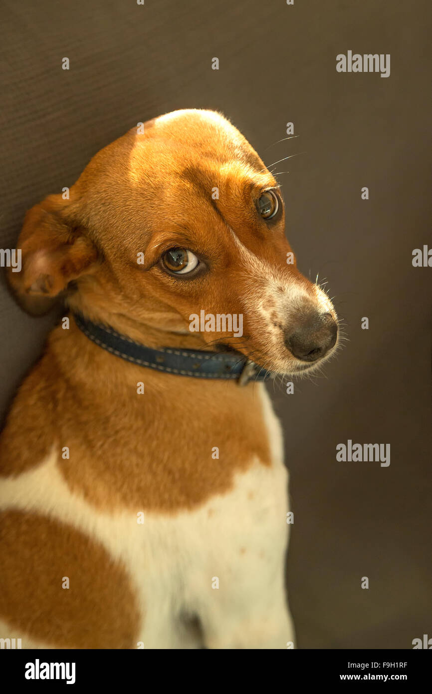 Puppy dog eyes hi-res stock photography and images - Alamy