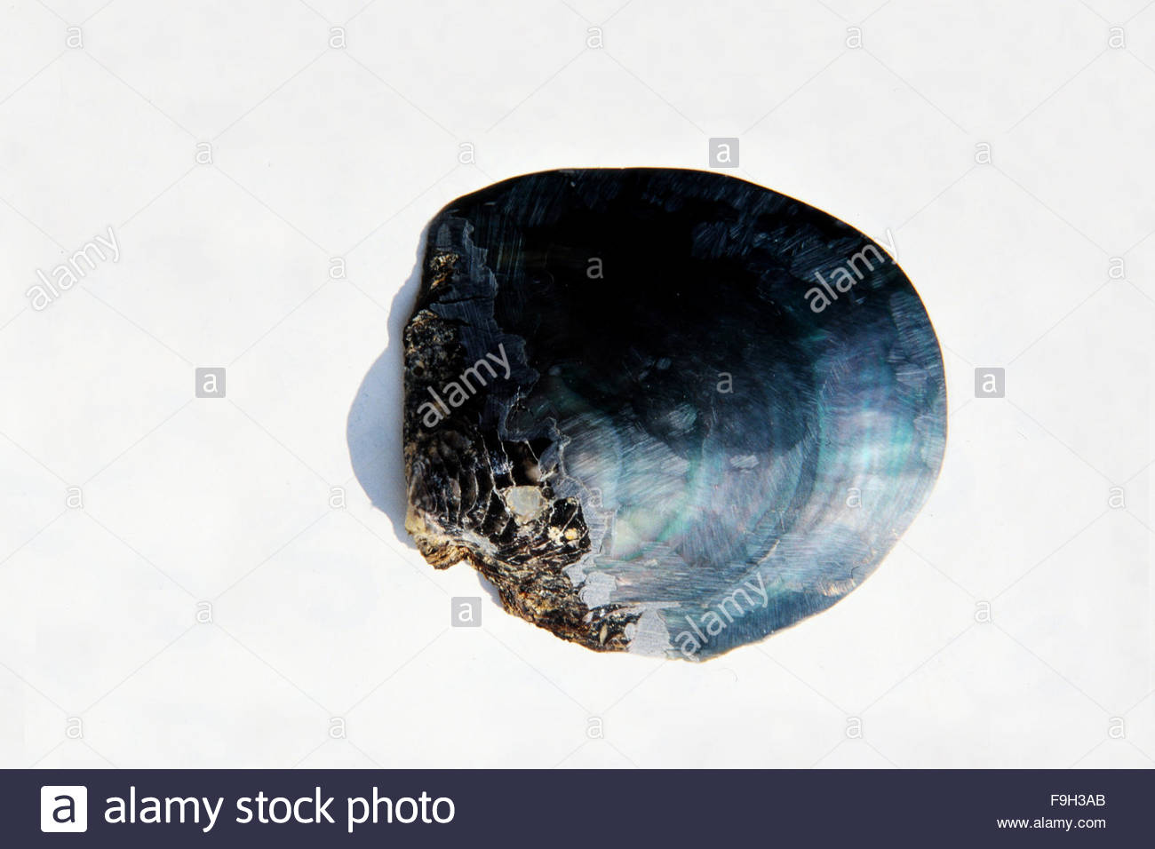 Shell Midden Stock Photos & Shell Midden Stock Images - Alamy