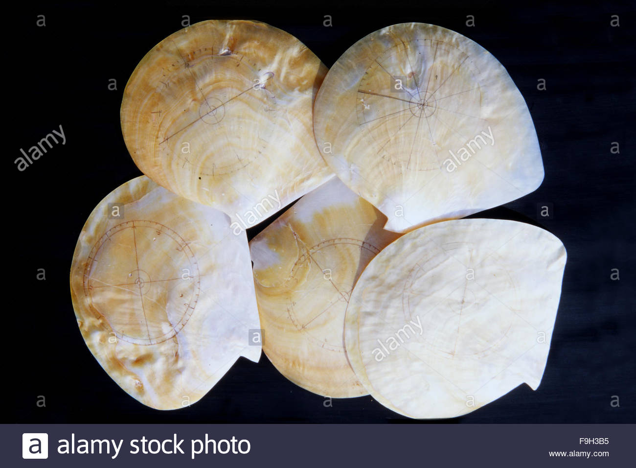 Shell Prehistoric Stock Photos & Shell Prehistoric Stock Images - Alamy