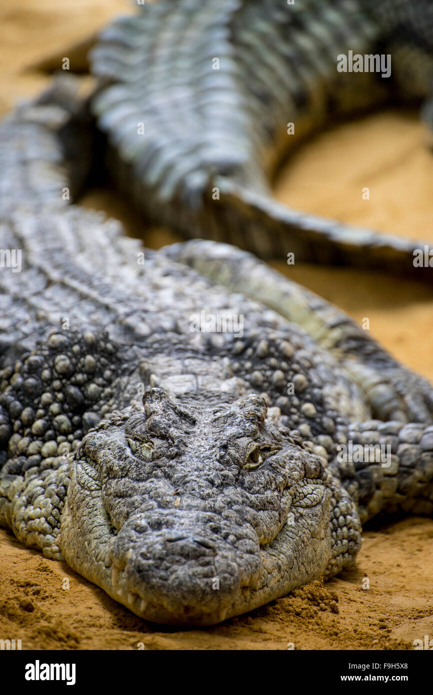 brown alligator resting on the sand beside a river Stock Photo - Alamy