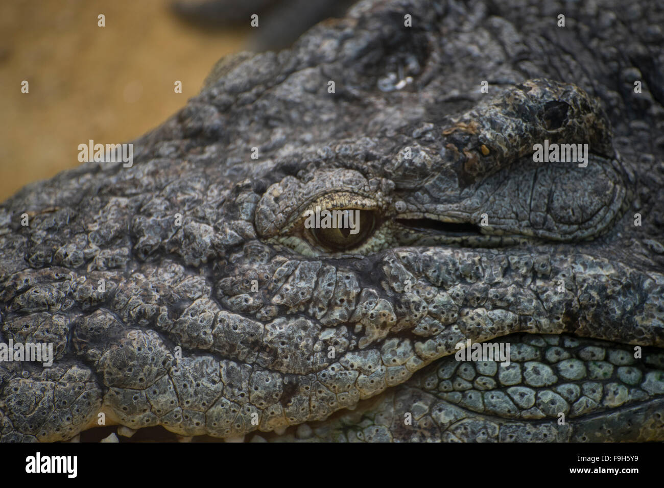 Dangerous, brown alligator resting on the sand beside a river Stock ...
