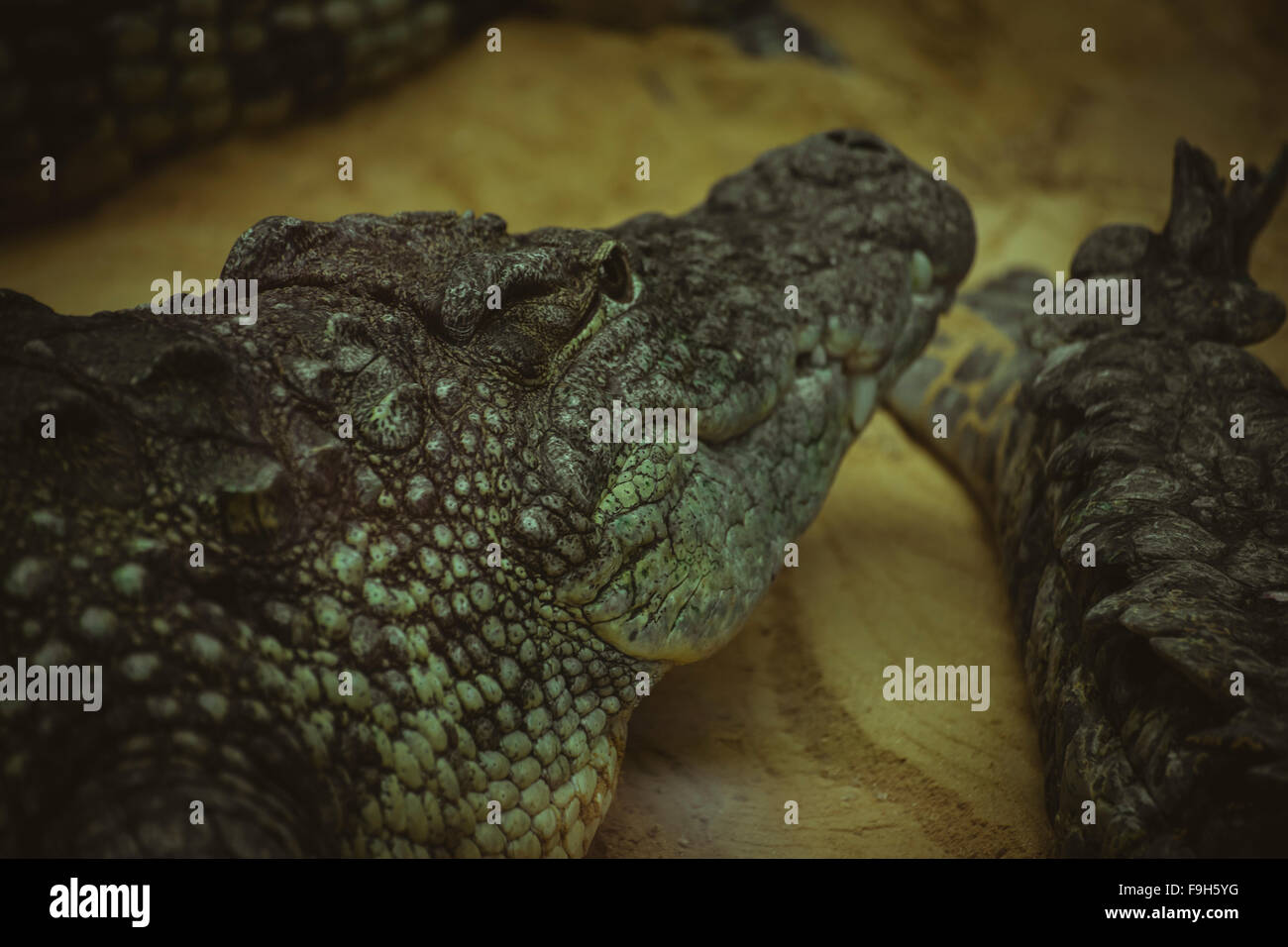 Alligator facts hi-res stock photography and images - Alamy