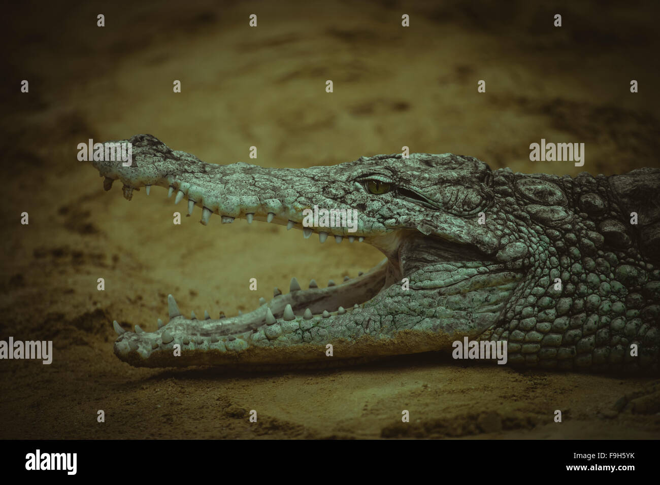 brown alligator resting on the sand beside a river Stock Photo - Alamy