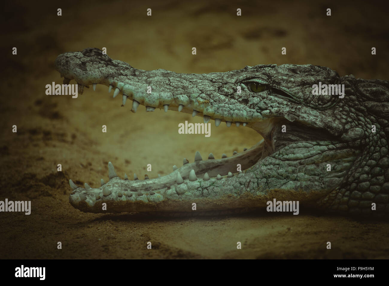 Dangerous, brown alligator resting on the sand beside a river Stock ...