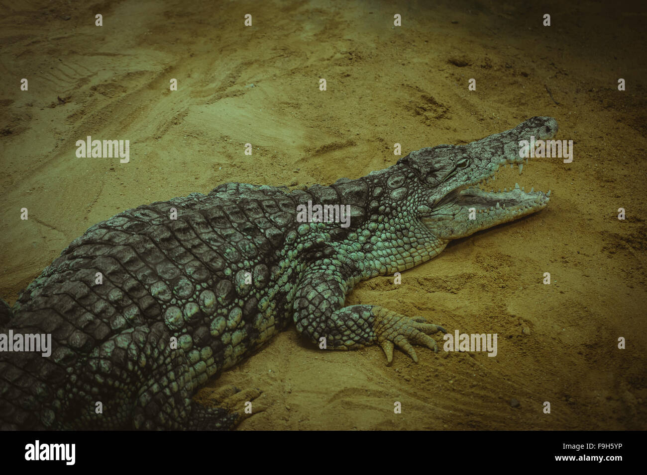 Dangerous, brown alligator resting on the sand beside a river Stock ...