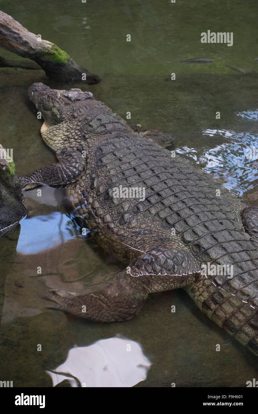 brown alligator resting on the sand beside a river Stock Photo - Alamy