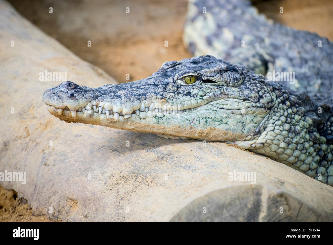 Alligator facts hi-res stock photography and images - Alamy