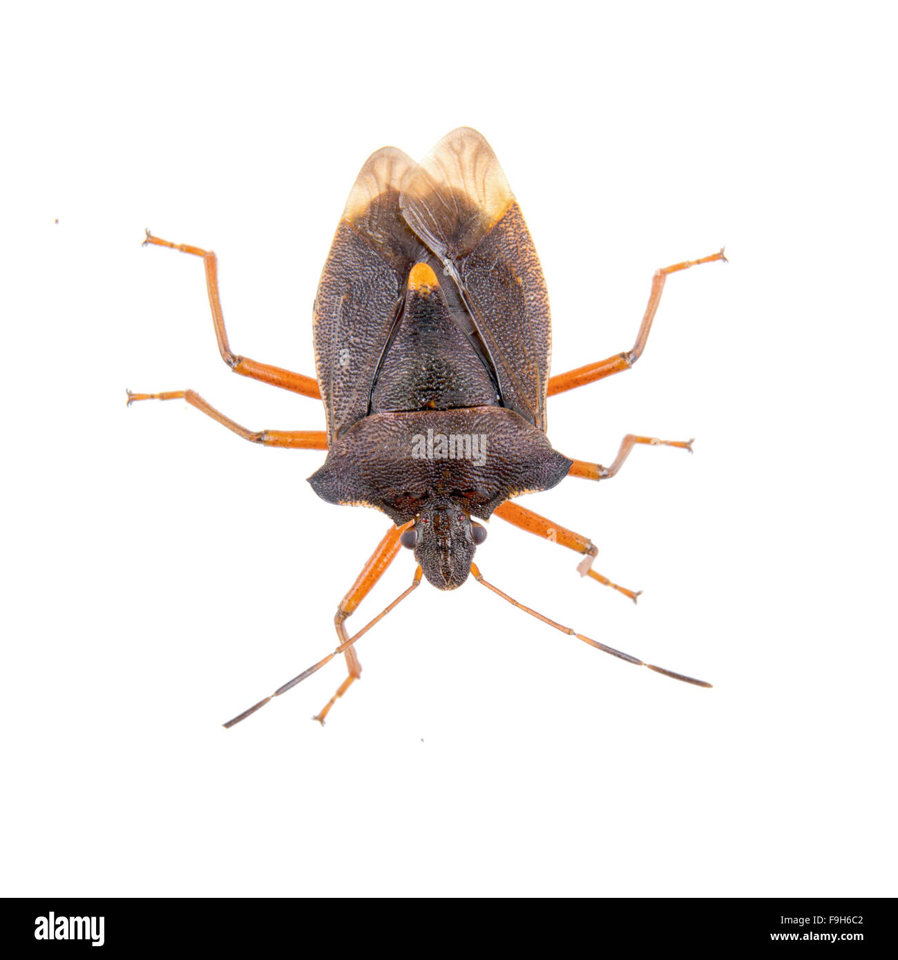 Brown shield bug isolated on a white background Stock Photo - Alamy