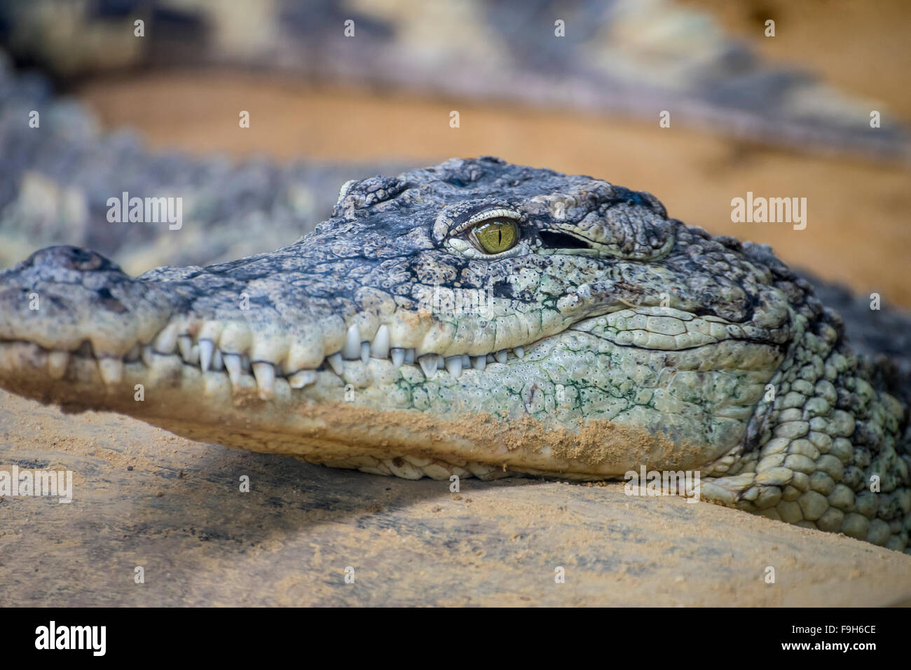 Facts about american alligators hi-res stock photography and images - Alamy